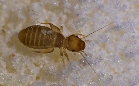 Noticias - Biodal empresa control de plagas Madrid