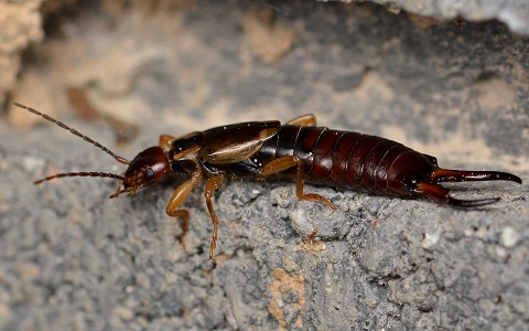 Noticias - Biodal empresa control de plagas Madrid